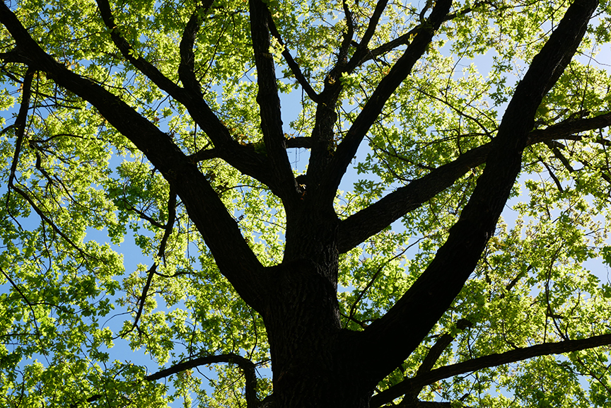 Cobble Hill Tree Fund is helping grow Brooklyn’s urban forest, one tree ...